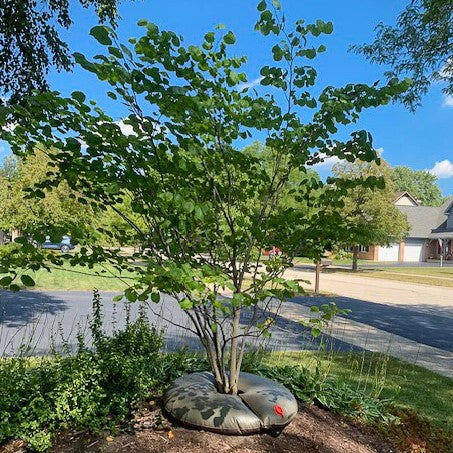 Redbud (MN Strain) (Single Stem) – Maplewood Tree Sale